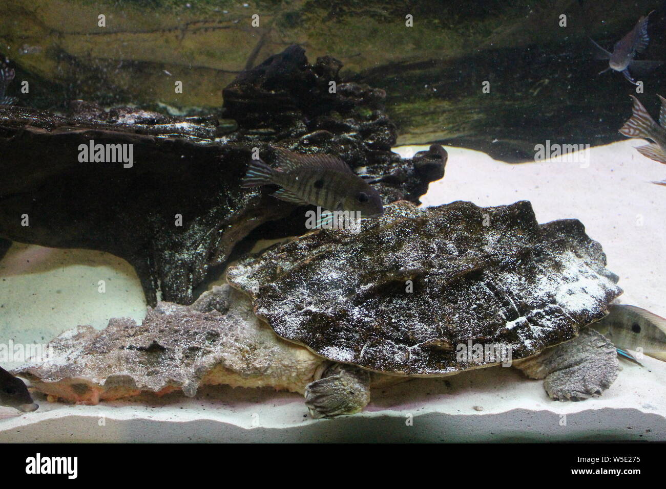 Giant south american river turtle hi-res stock photography and images ...