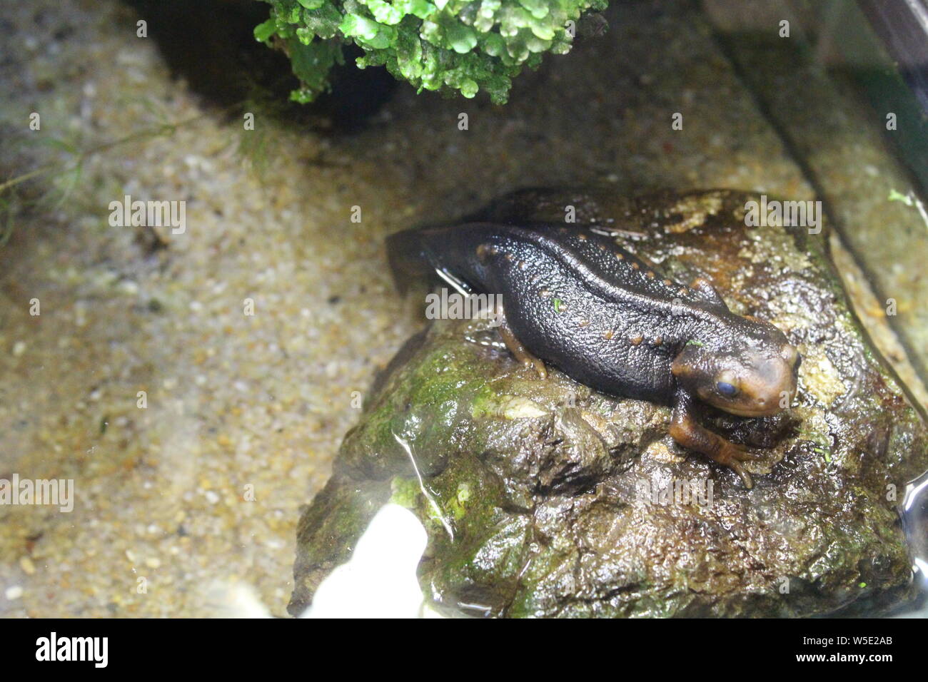 A small newt sits in a terrarium. Nature Stock Photo - Alamy