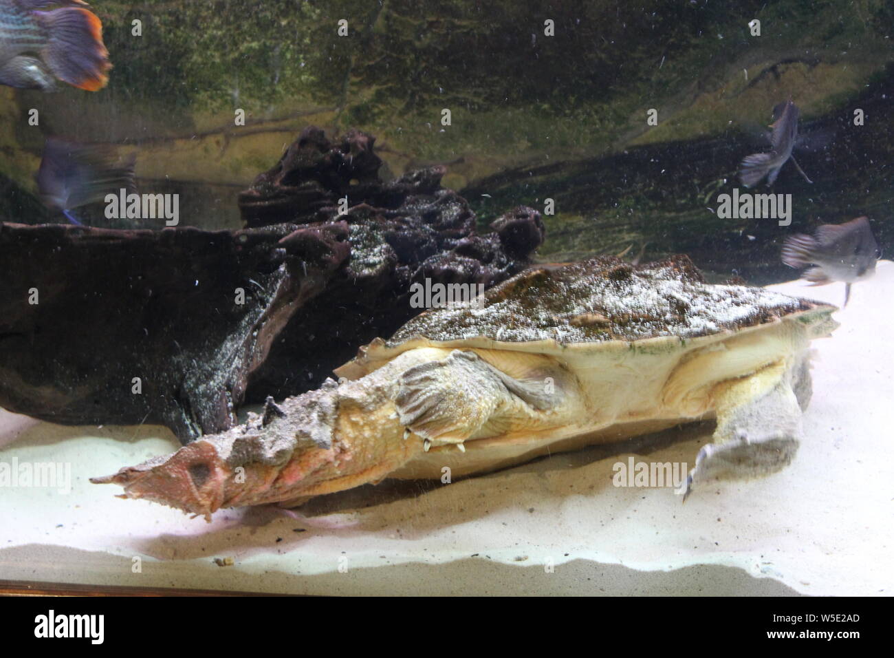 A large swamp turtle sits in terrarium Stock Photo - Alamy