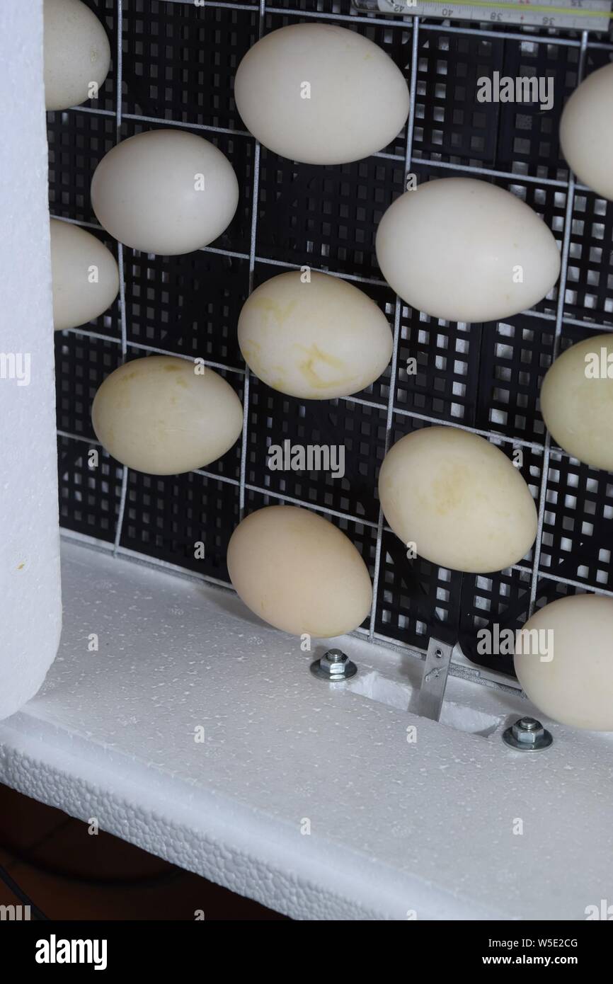 Incubator for a conclusion of chickens, ducklings and gooses. The ...