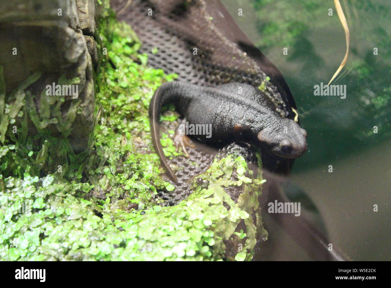 A small newt sits in a terrarium. Nature Stock Photo - Alamy