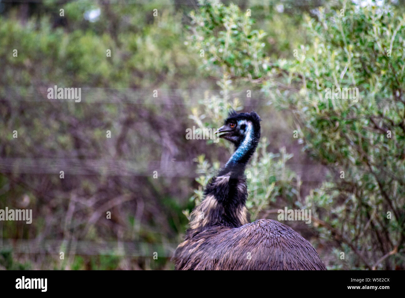 Giant emu hi-res stock photography and images - Alamy