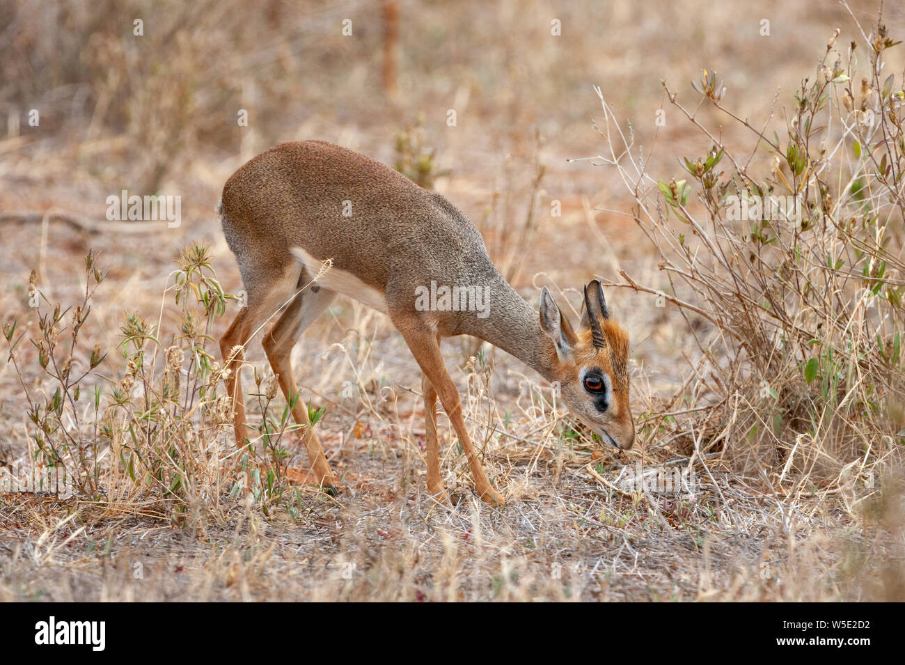 Dik Dik Madoqua Kirkii In High Resolution Stock Photography and Images - Alamy