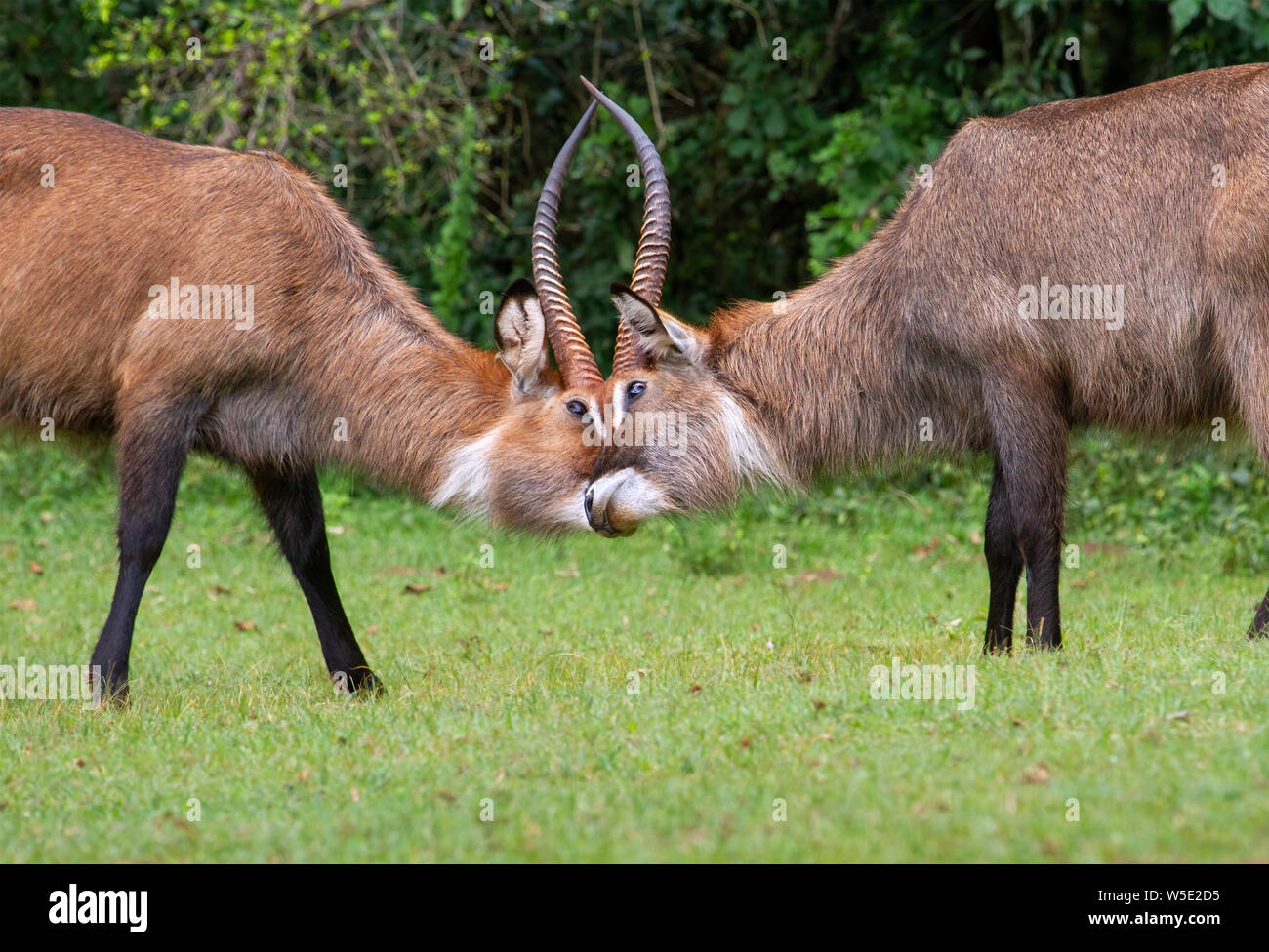 African animals fighting hi-res stock photography and images - Alamy