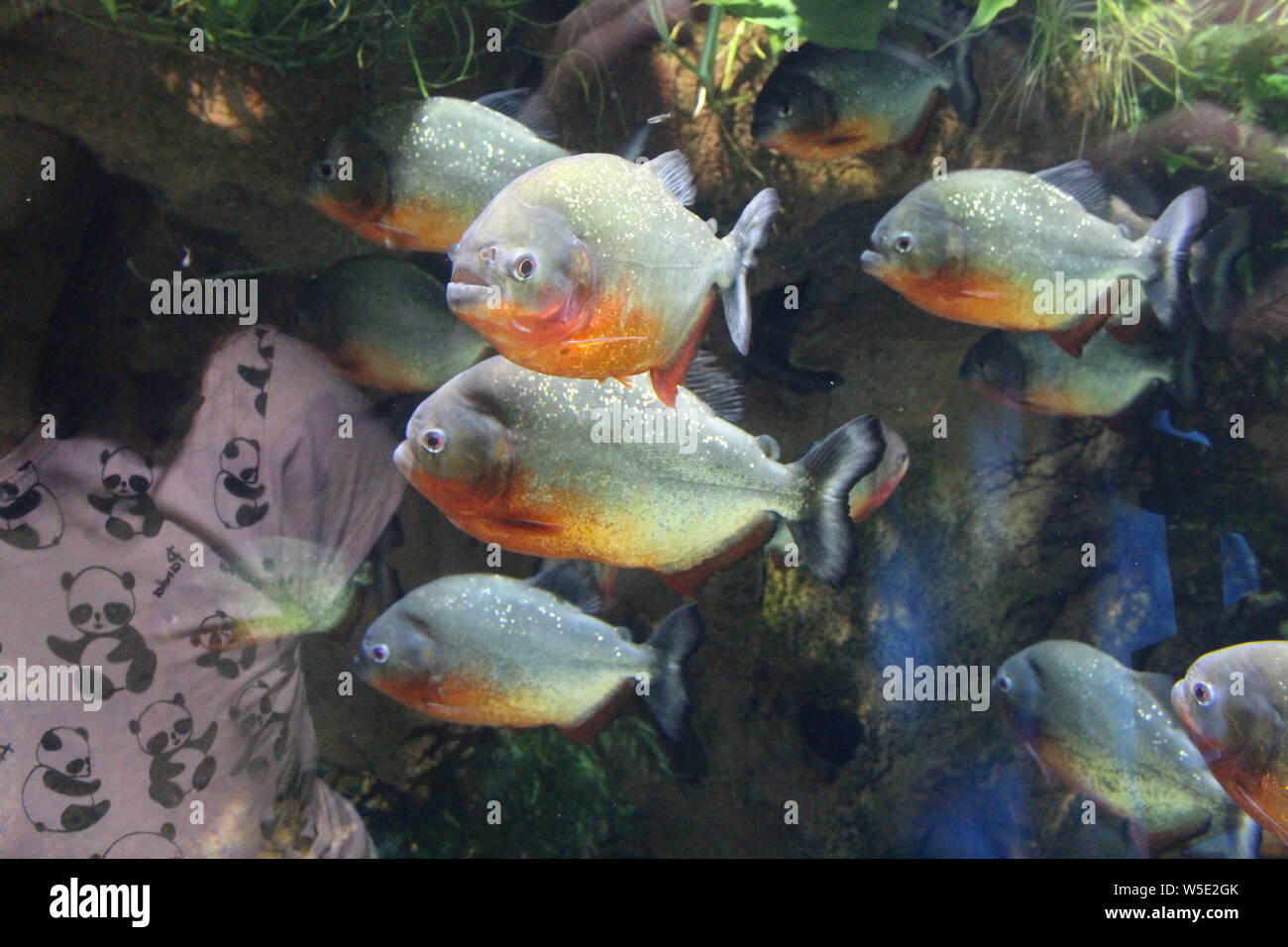 A flock of piranha fish in clear water Stock Photo - Alamy