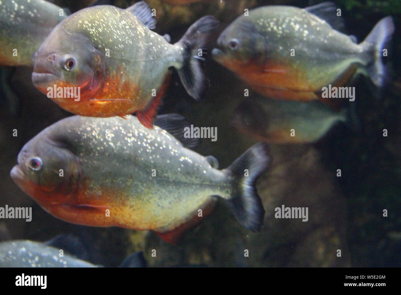 A flock of piranha fish in clear water Stock Photo - Alamy