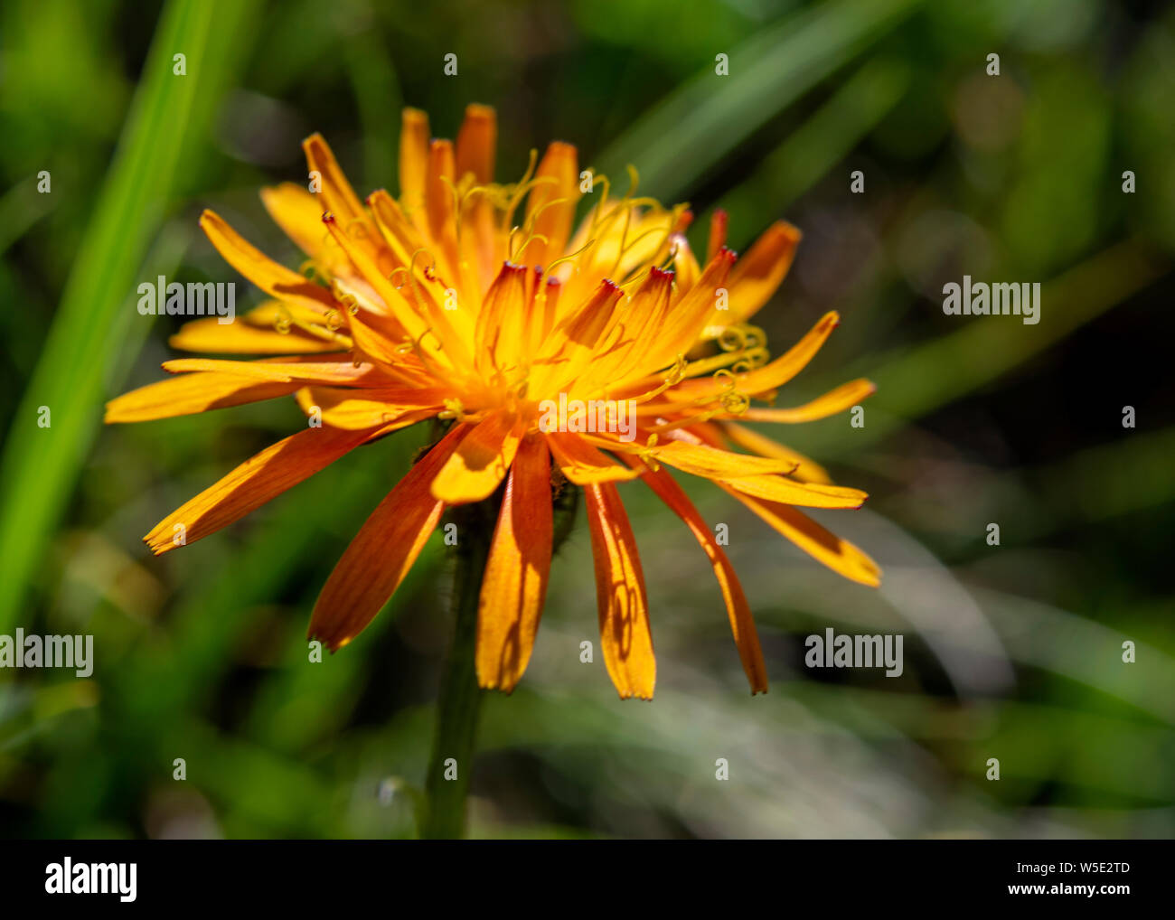 wild alpine flowers Stock Photo - Alamy