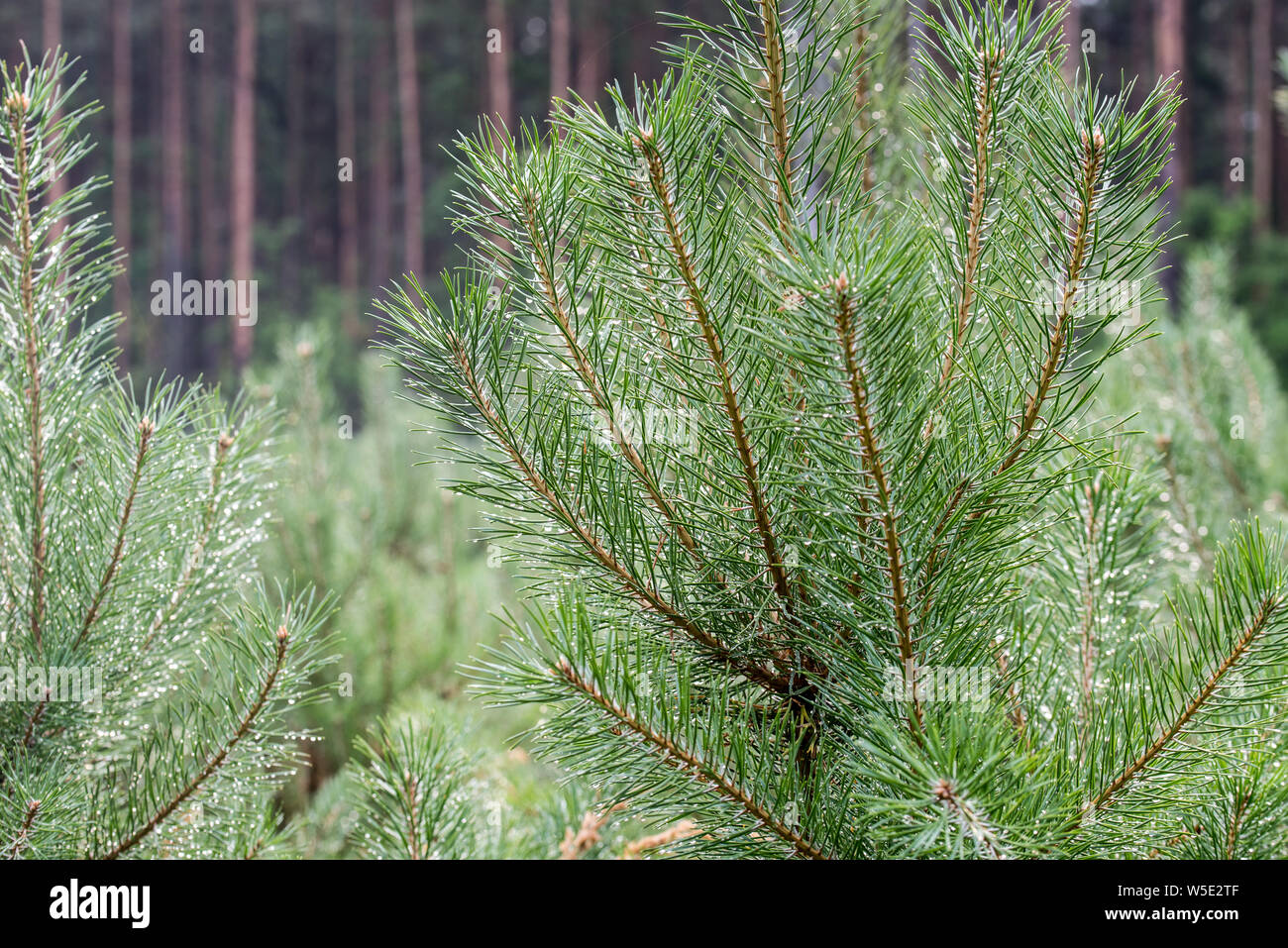 Fir trees growing field branch hi-res stock photography and images - Alamy