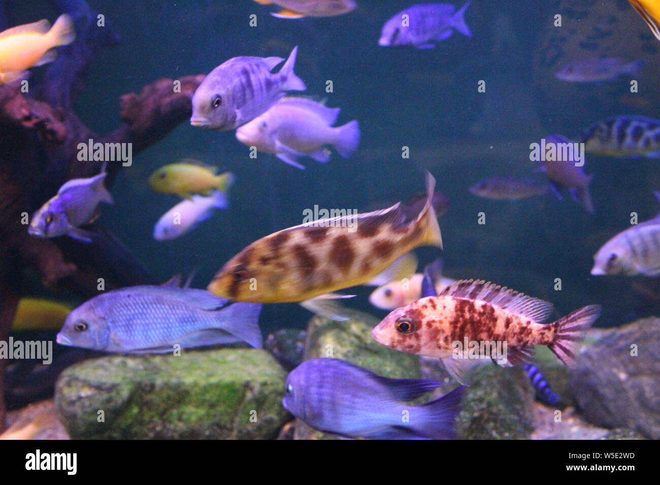 A flock of fish, different species and colors Stock Photo - Alamy