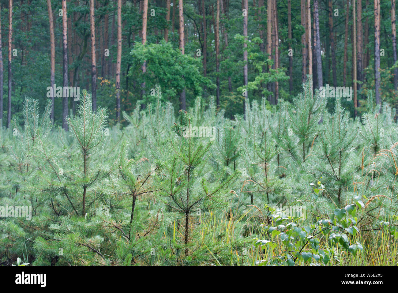 Pine trees farm hi-res stock photography and images - Alamy