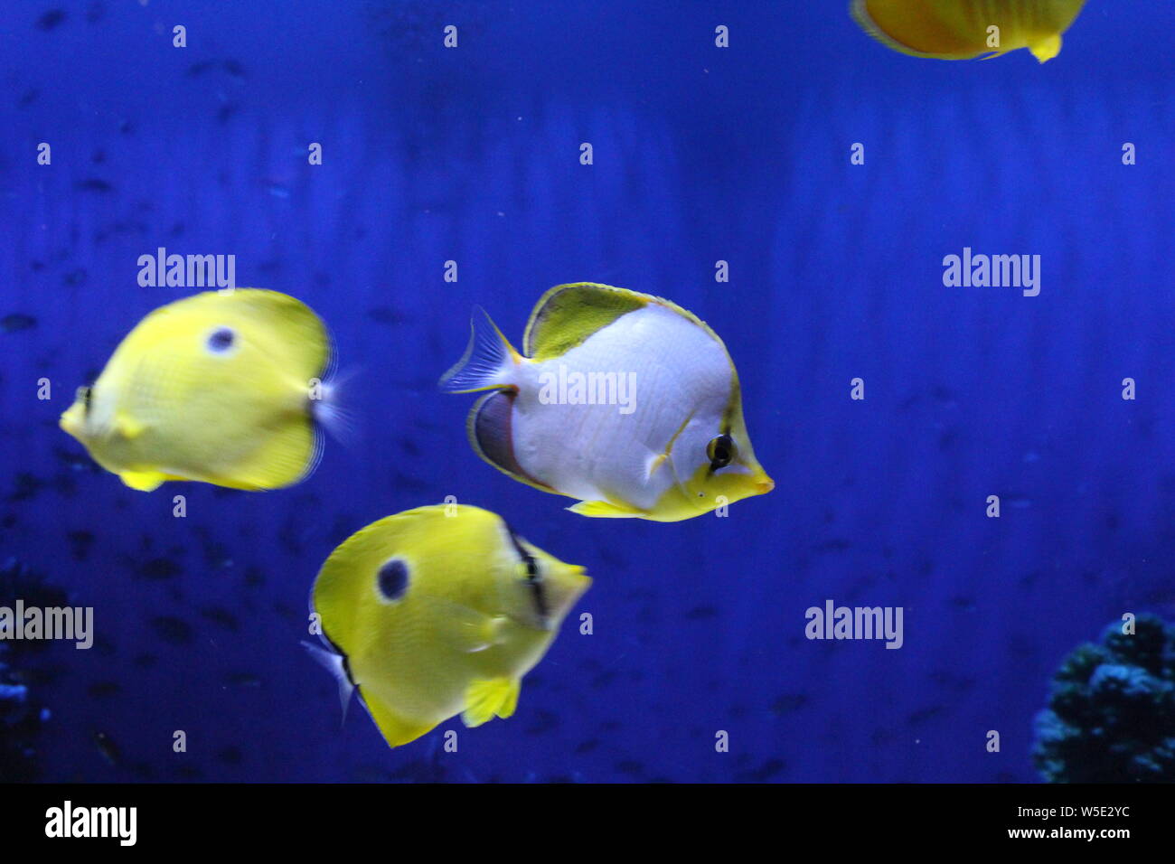 A flock of fish, different species and colors Stock Photo - Alamy