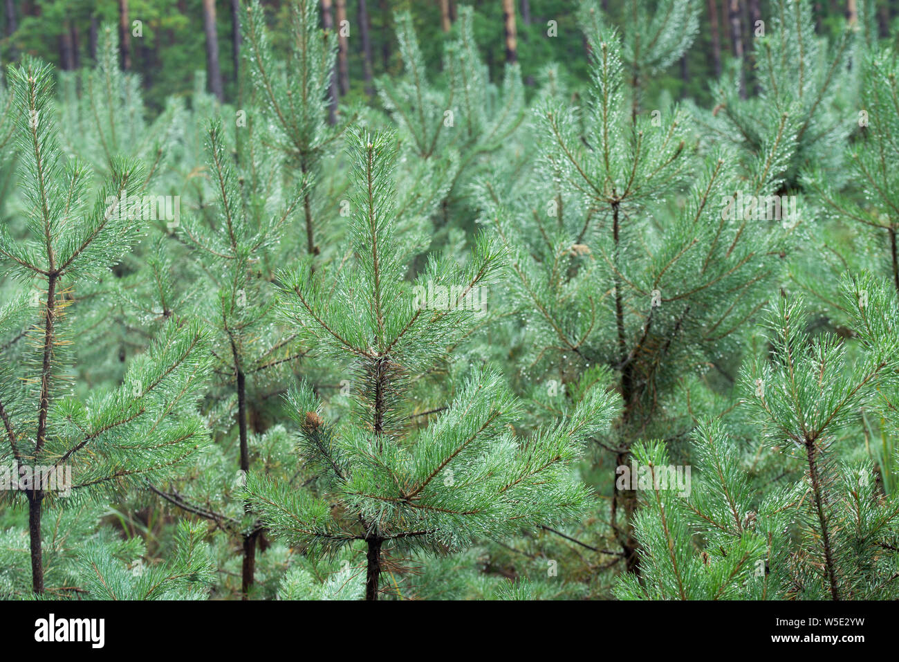 Young pine trees hi-res stock photography and images - Alamy