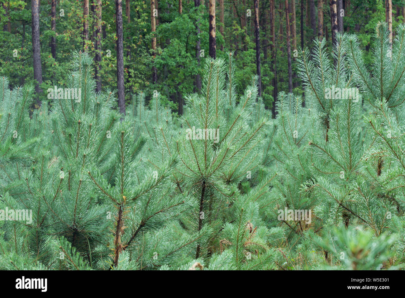 Young forest plantation hi-res stock photography and images - Alamy
