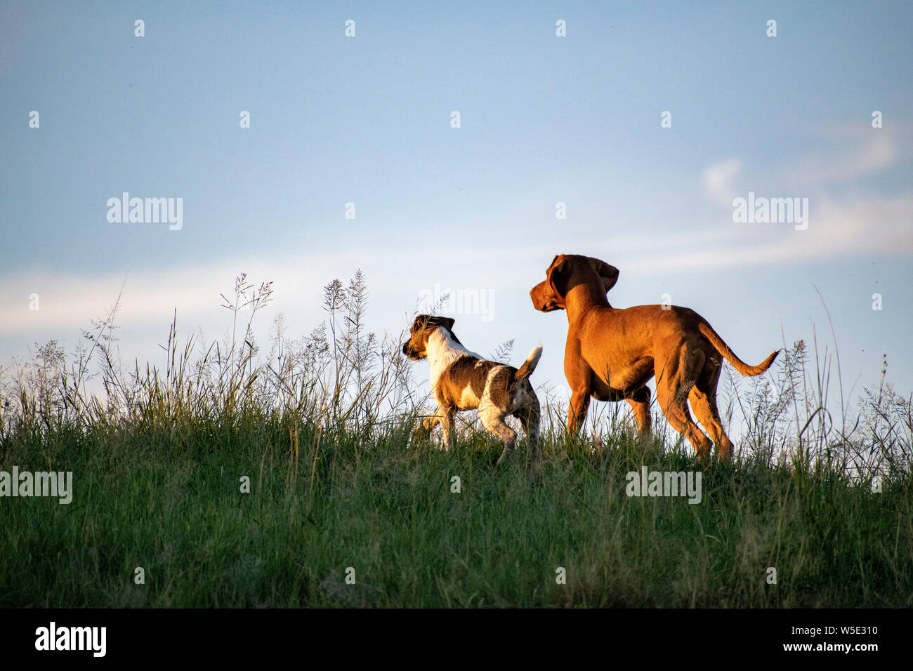 Two dogs on the horizon Stock Photo - Alamy