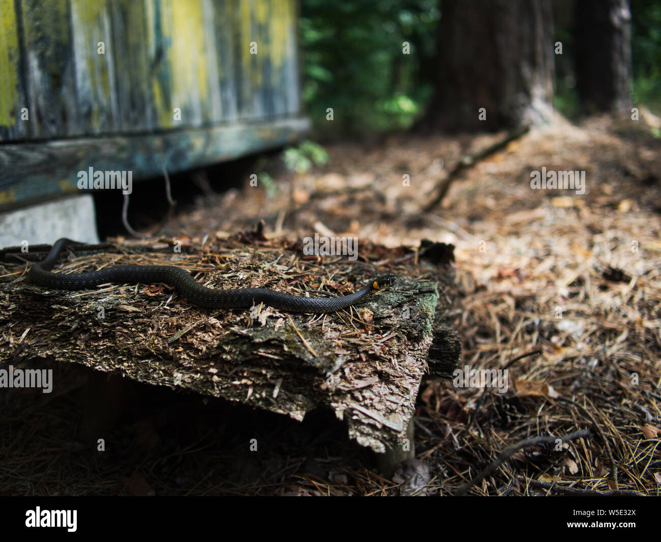 Ring Snake At Chernobyls Summercamp Stock Photo - Alamy