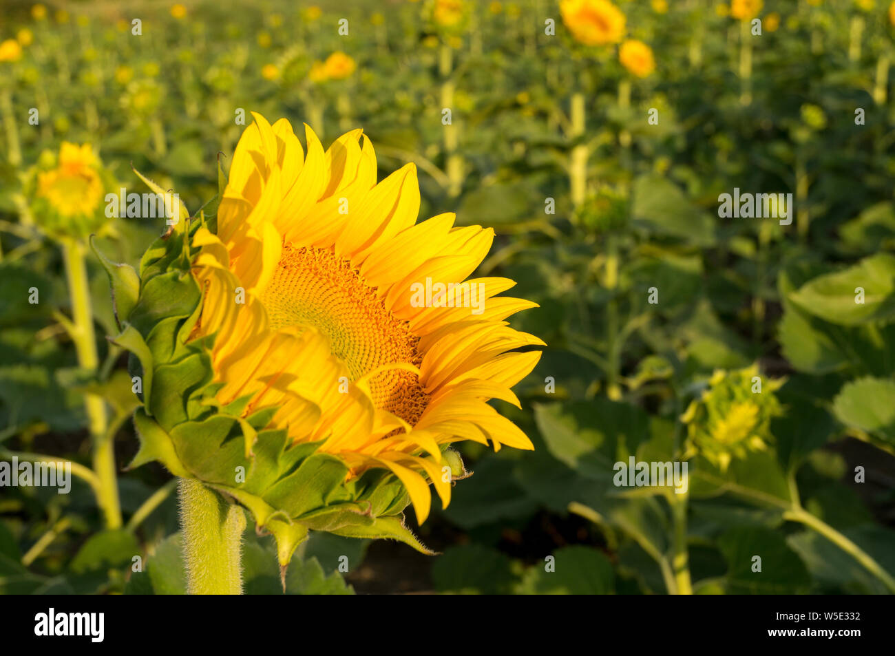 Sunflower flowers in the light of dawn Stock Photo - Alamy