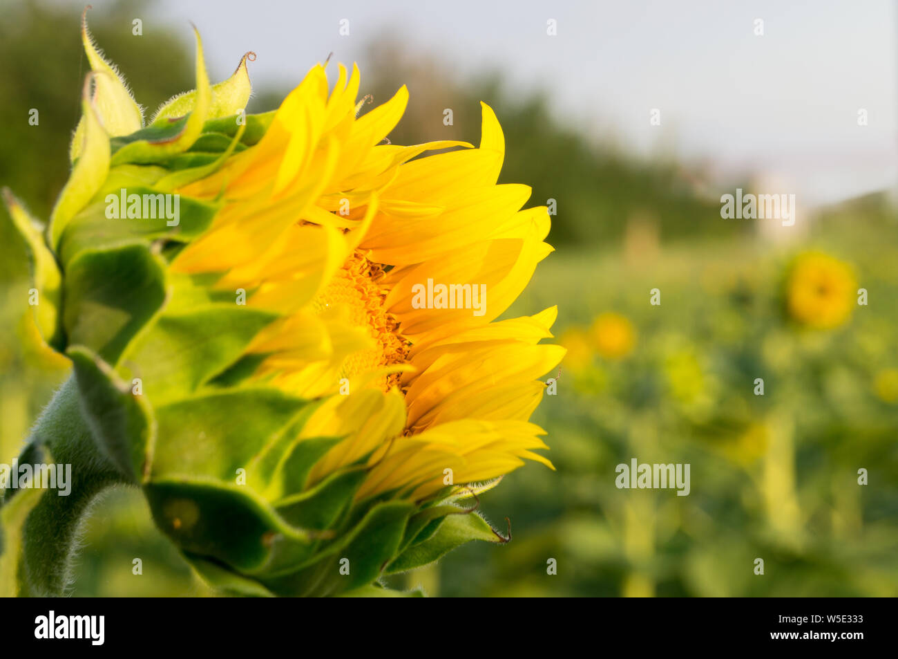 Sunbeam sunflower hi-res stock photography and images - Alamy