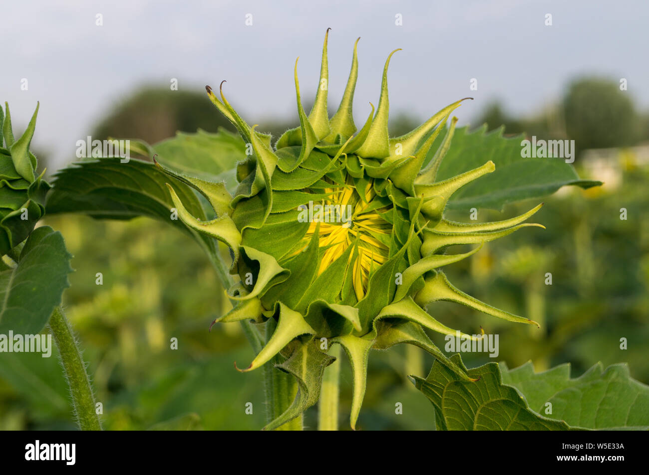 Beautiful bud sunflower close hi-res stock photography and images - Alamy