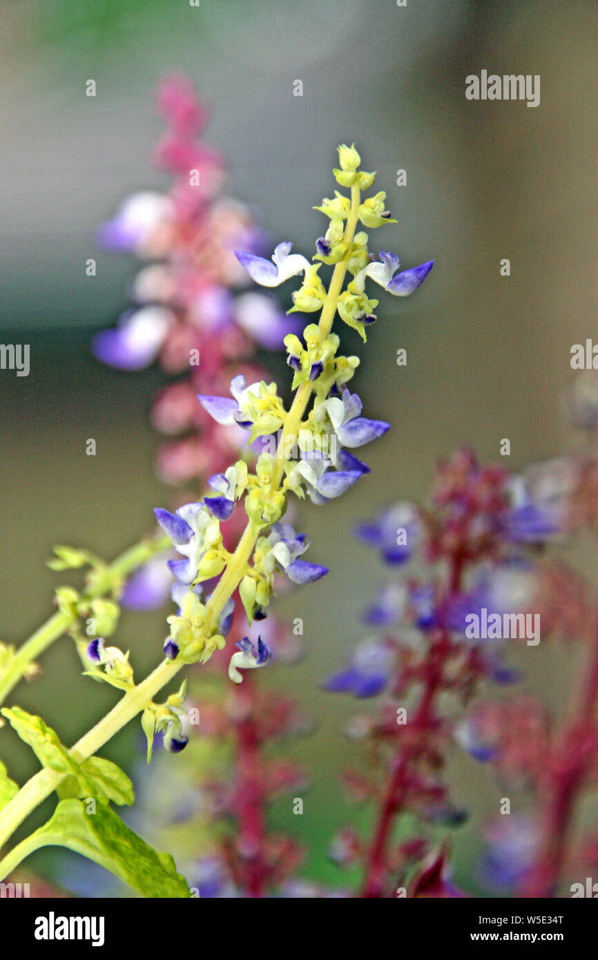 Purple flower buds of ornamental coleus plant Stock Photo - Alamy