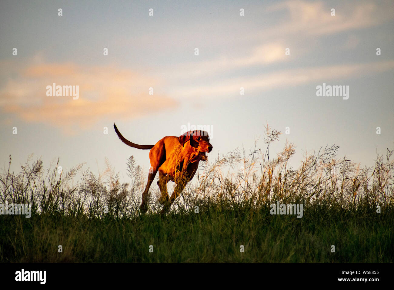 Weimaraner running hi-res stock photography and images - Alamy