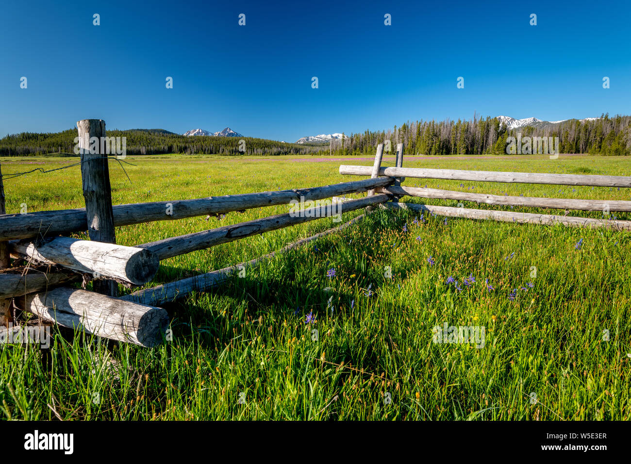 Beautiful scene with classic sawtooth wood fence and purple wildflowers ...