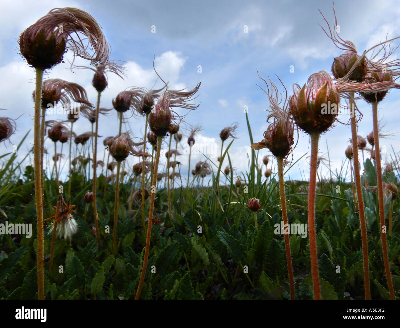 wild alpine flowers Stock Photo - Alamy
