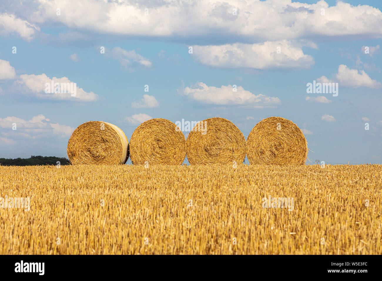 Round bales of straw on stubble field after grain harvest hi-res stock ...