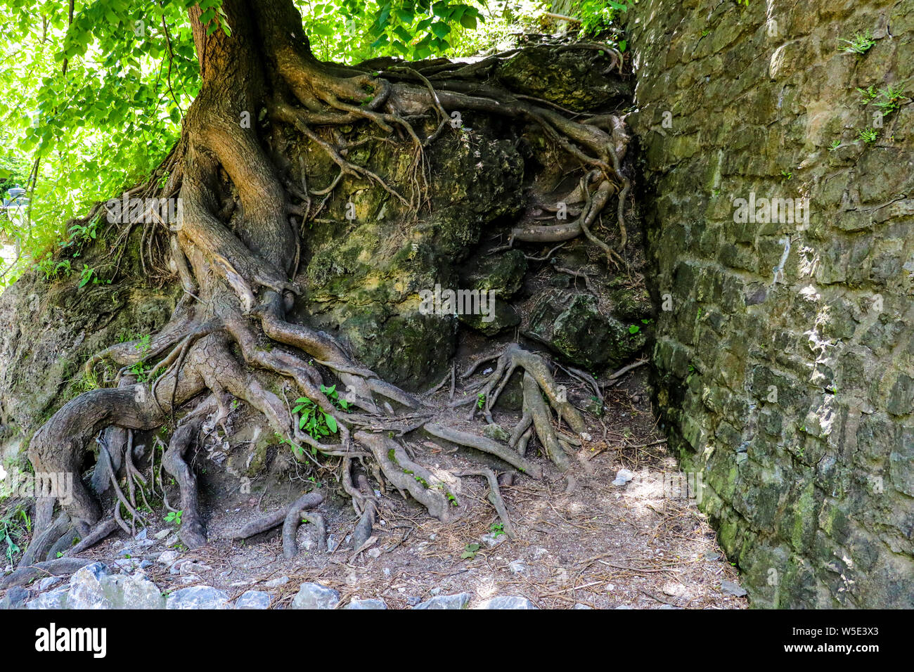 Tree Roots Protruding High Resolution Stock Photography and Images - Alamy