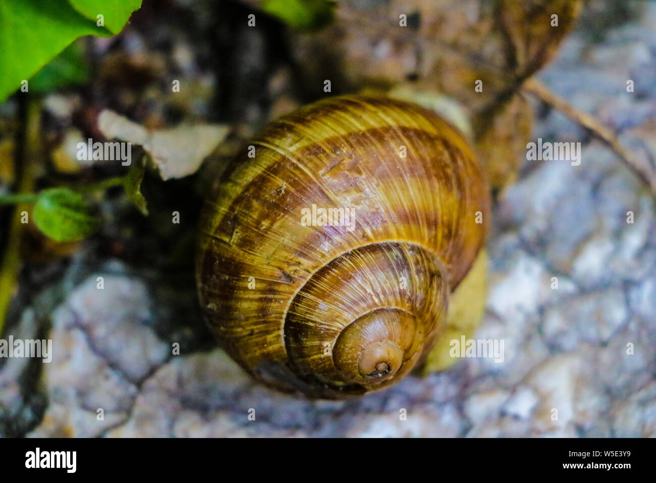 Snail farming hi-res stock photography and images - Alamy
