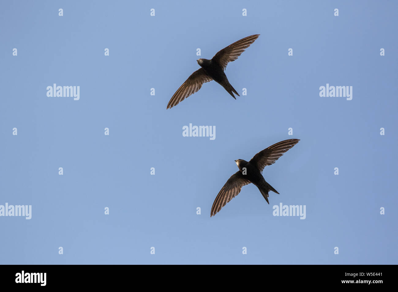 common swift (Apus apus) in flight Stock Photo - Alamy