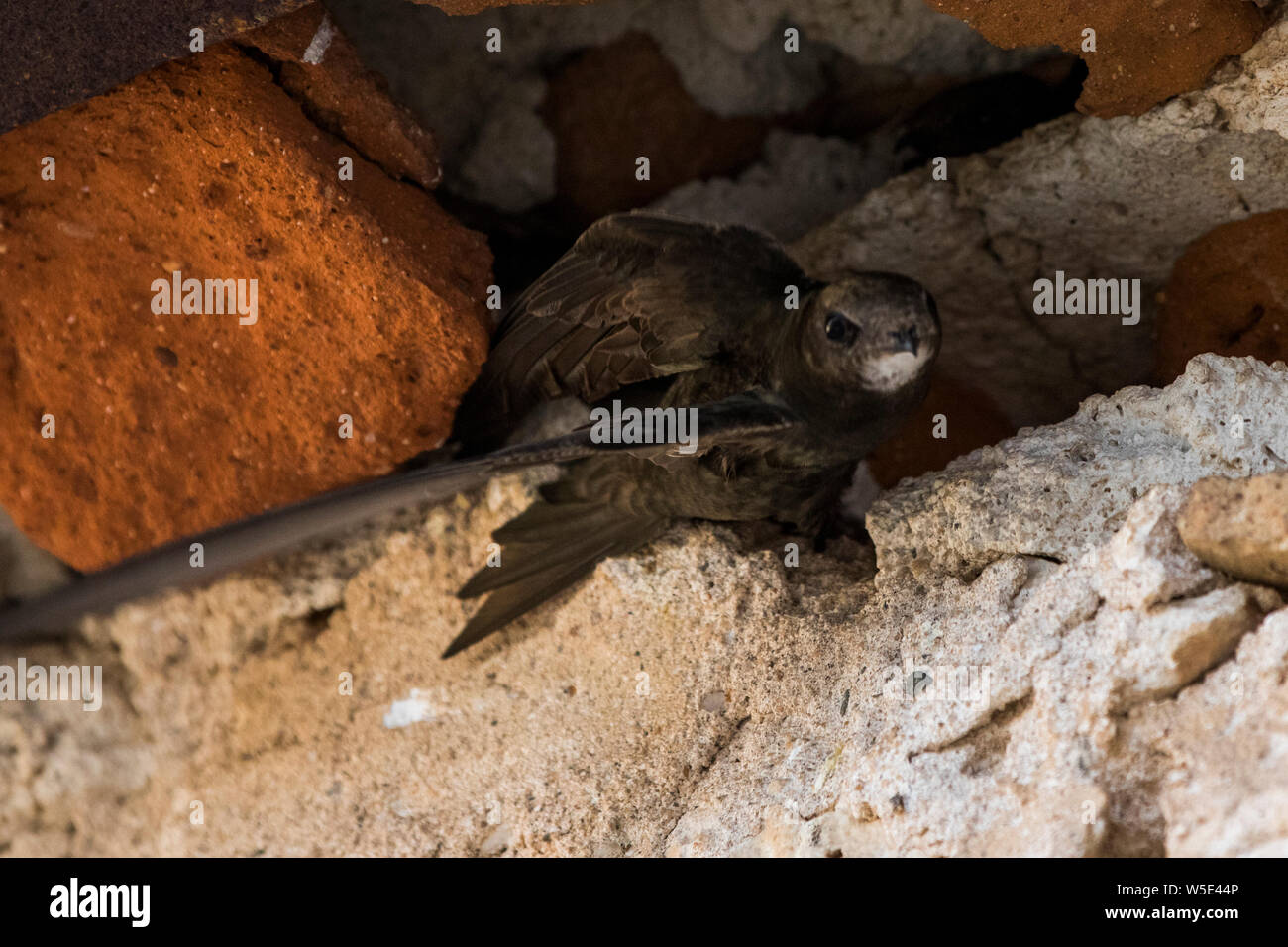 common swift (Apus apus) in flight Stock Photo - Alamy