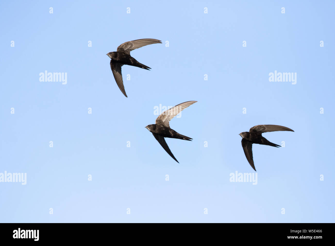common swift (Apus apus) in flight Stock Photo - Alamy
