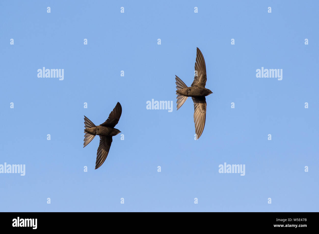 common swift (Apus apus) in flight Stock Photo - Alamy
