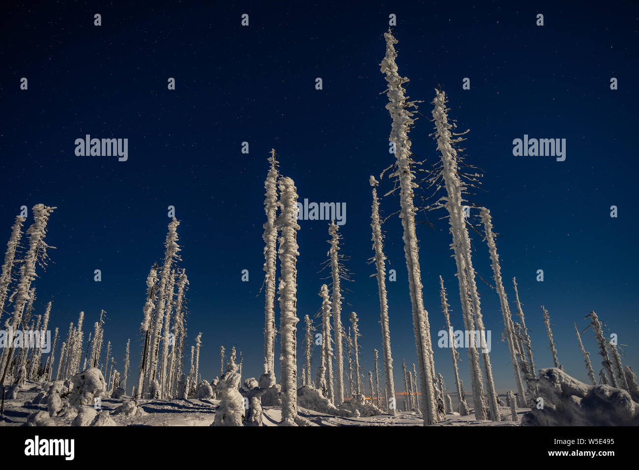 Surreal dead trees with stars in the background during a freezing cold ...