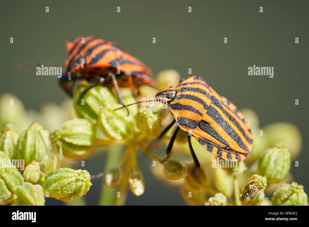 Striped bugs (Graphosoma lineatum) on a blossom in summer Stock Photo ...