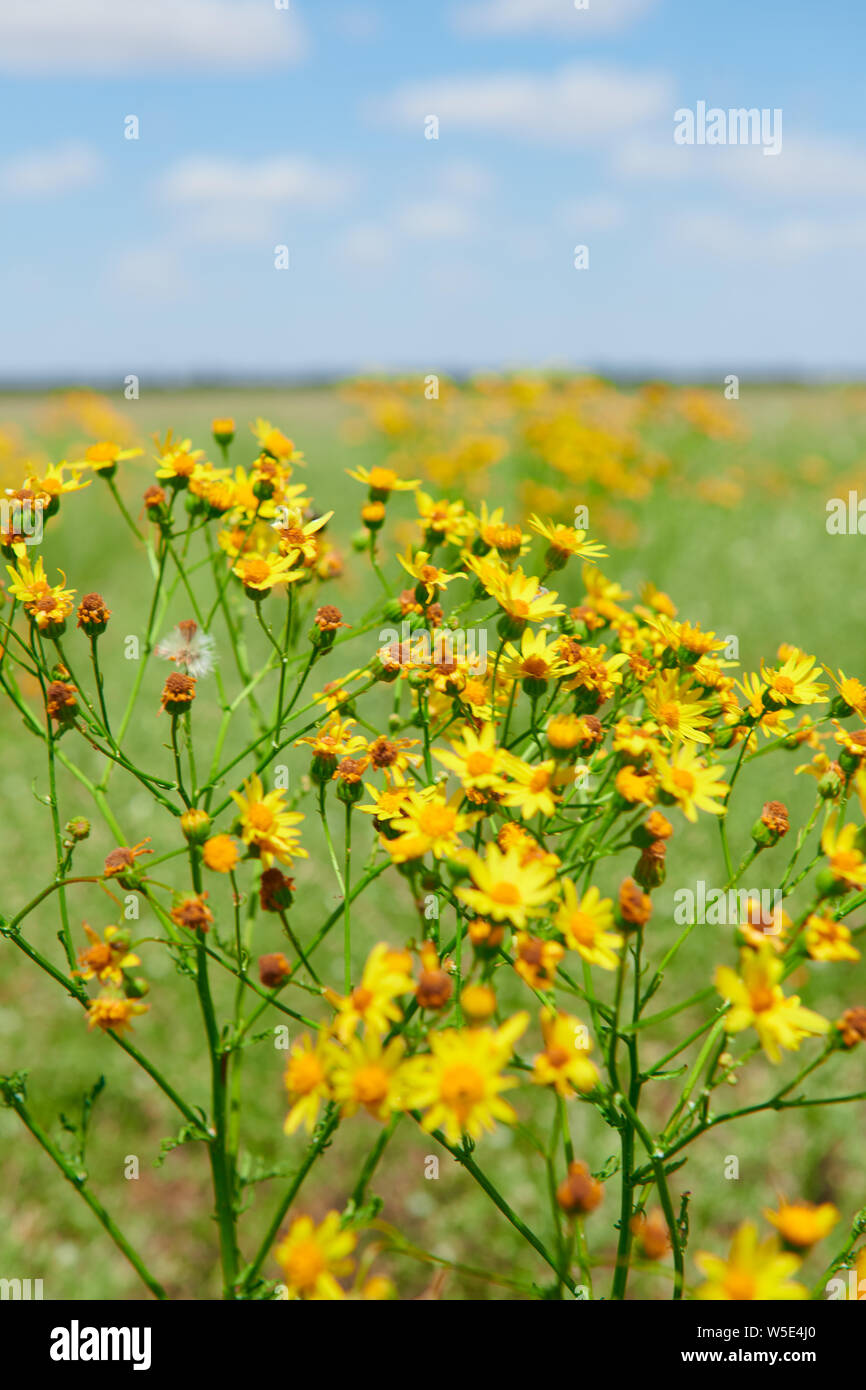 Wild grass with yellow flowers - beautiful summer landscape Stock Photo ...