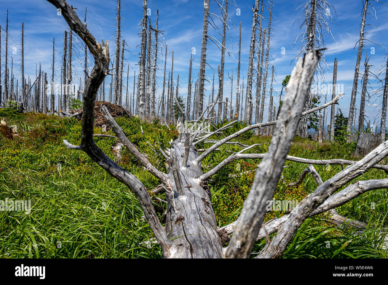 Dead trees in a nationalpark in Austria Stock Photo - Alamy