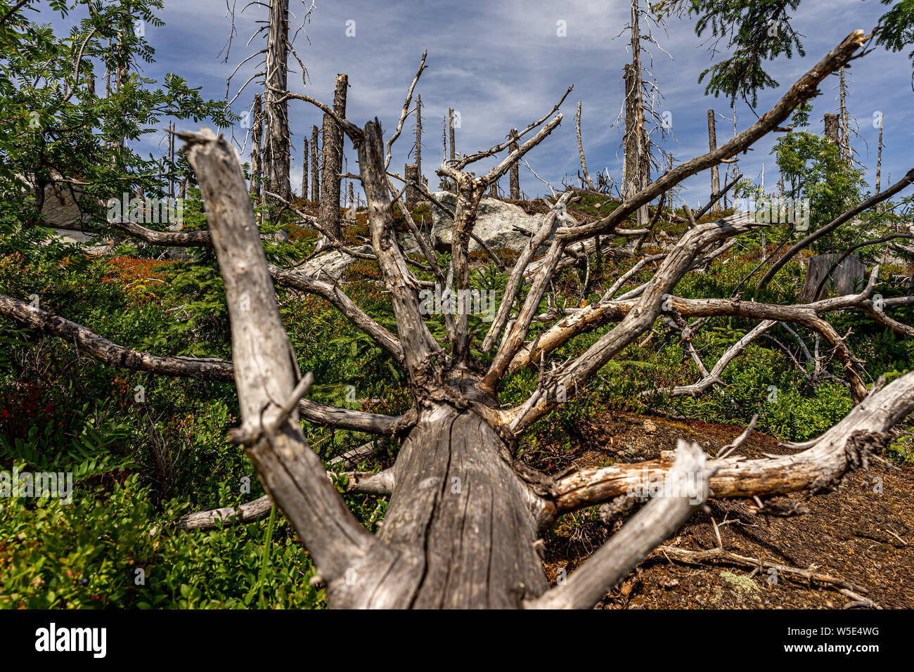 Dead trees in a nationalpark in Austria Stock Photo - Alamy