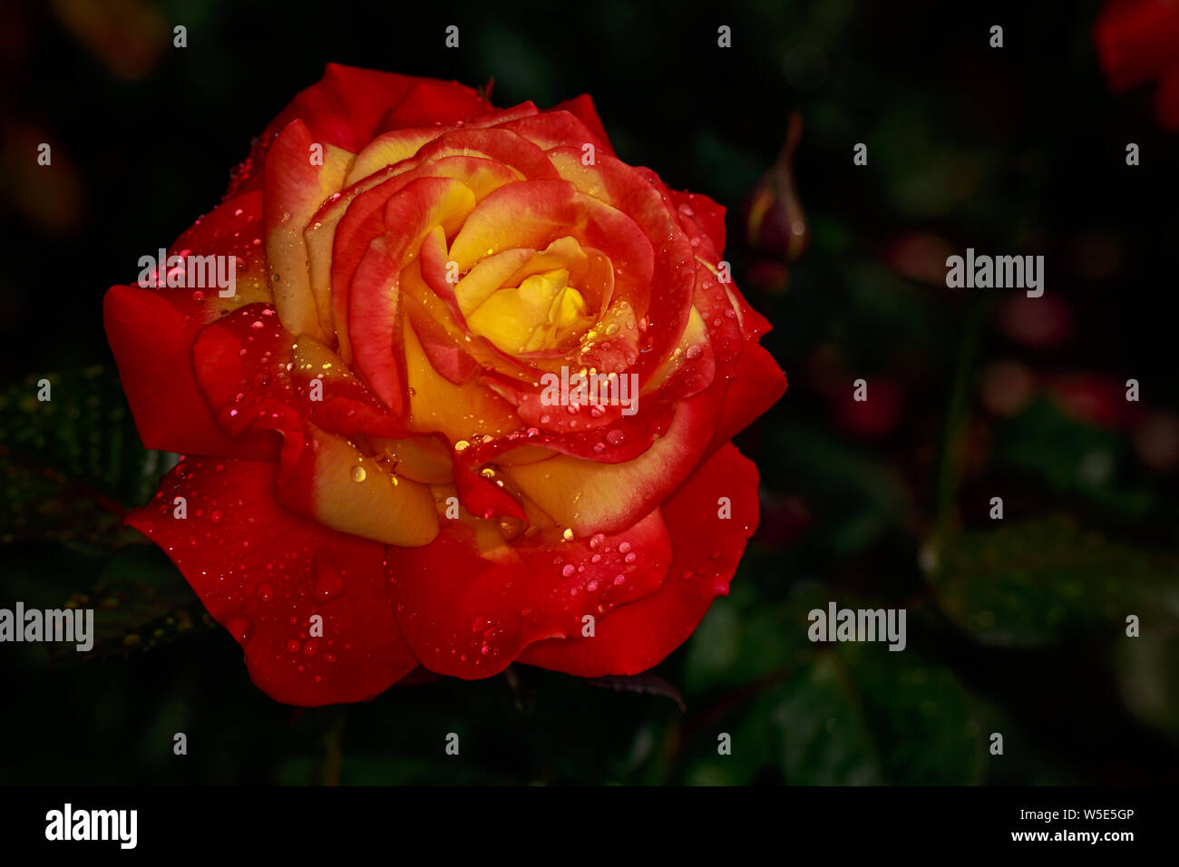Fragrant Rose in Full Blossom. Washington Park Rose Garden, Portland ...