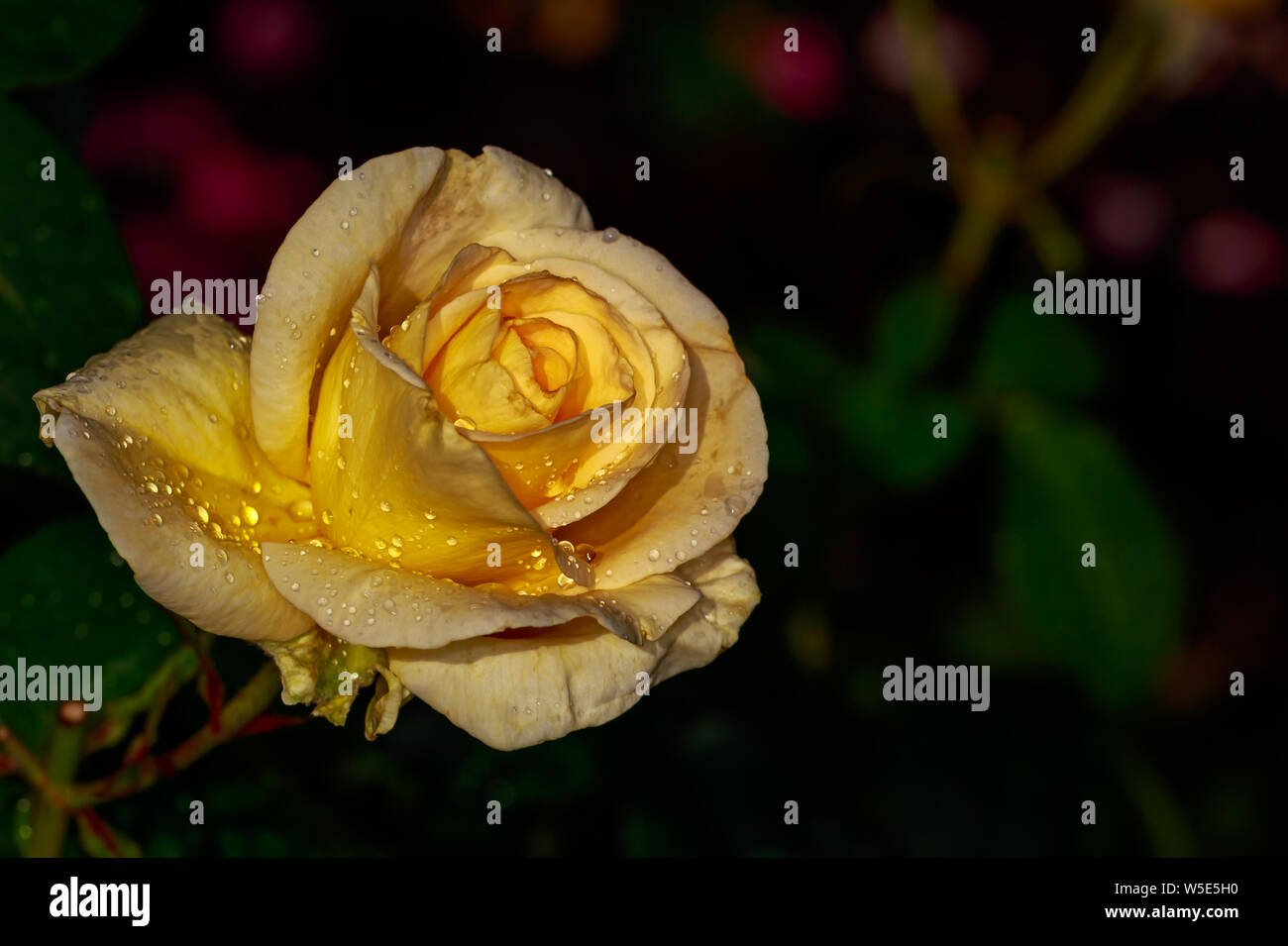 Fragrant Rose in Full Blossom. Washington Park Rose Garden, Portland ...
