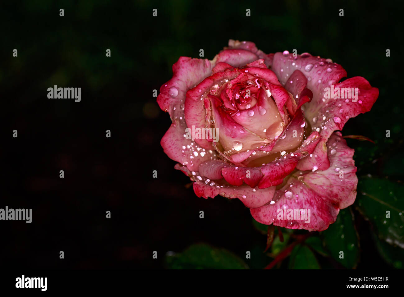 Fragrant Rose in Full Blossom. Washington Park Rose Garden, Portland ...