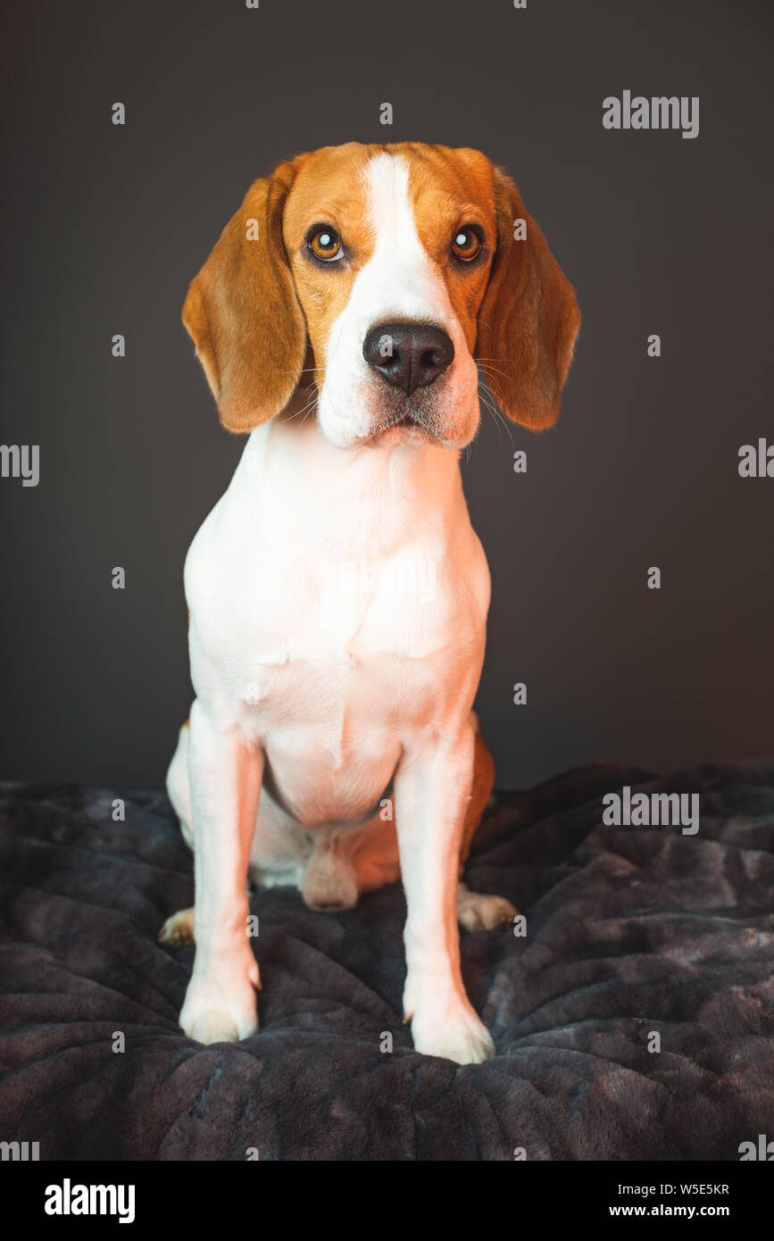 Beagle dog sitting on couch at dark background. Vertical photo Stock ...