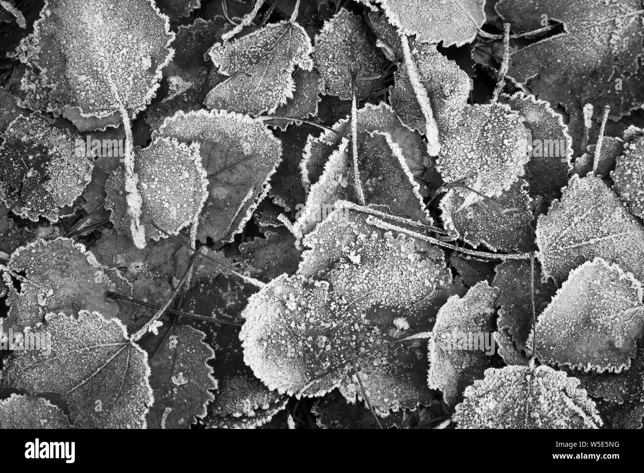 Seasonal foliage ground Black and White Stock Photos & Images - Alamy