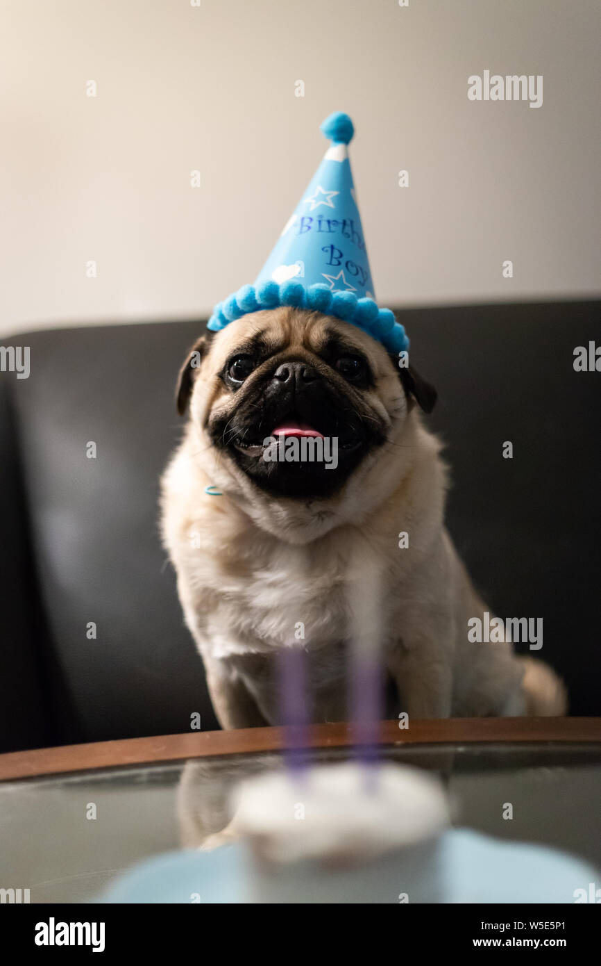 Birthday pug hi-res stock photography and images - Alamy