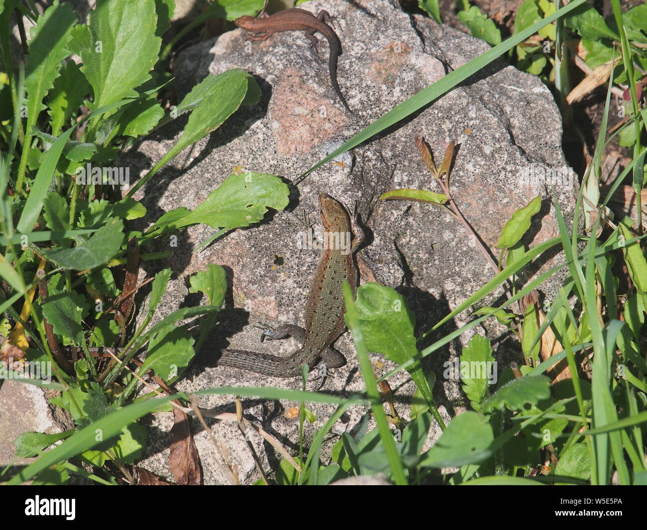 Young lizard basking in the sun. Lacerta agilis. Sand lizard. Close up ...