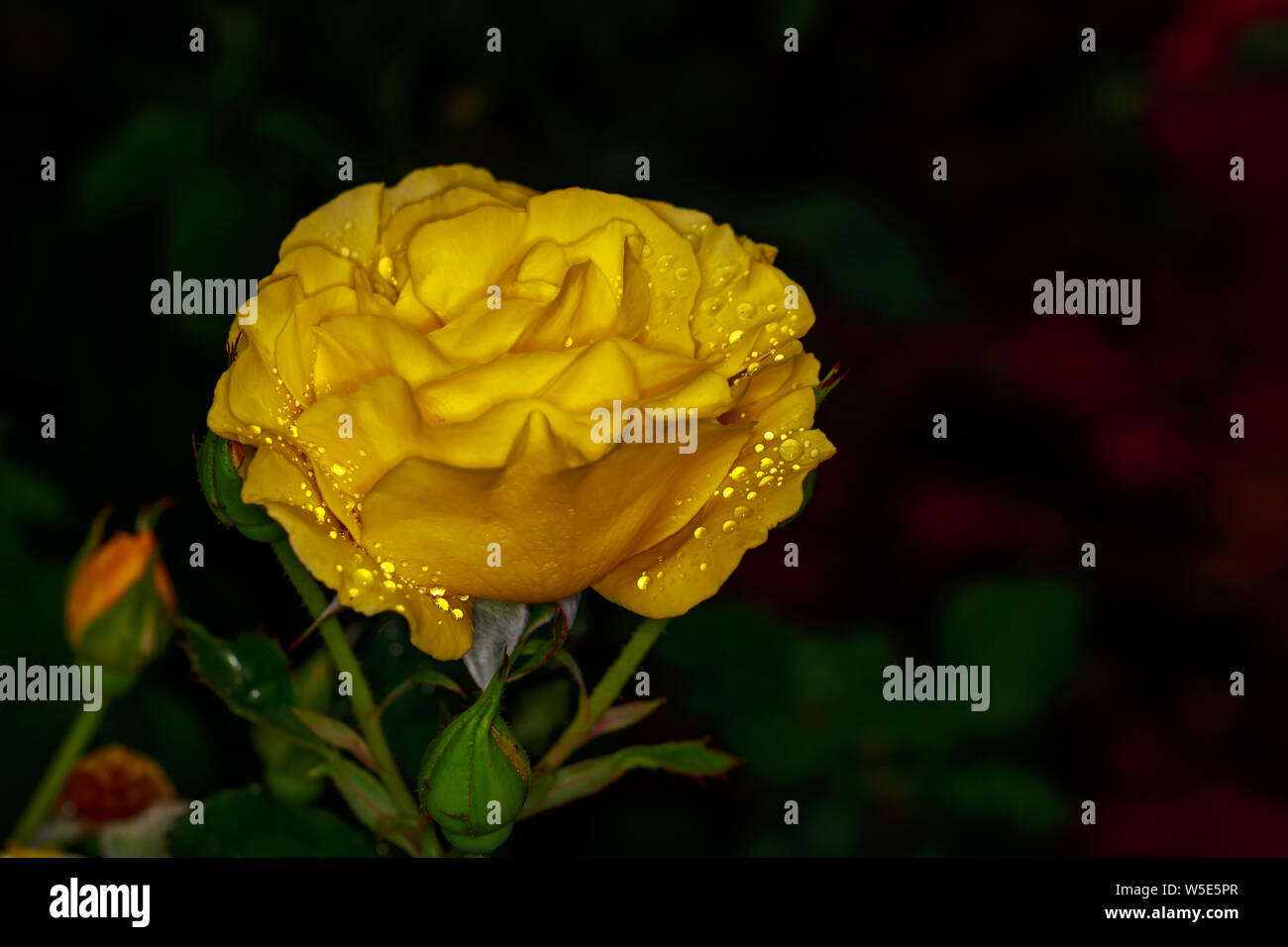 Fragrant Rose in Full Blossom. Washington Park Rose Garden, Portland ...