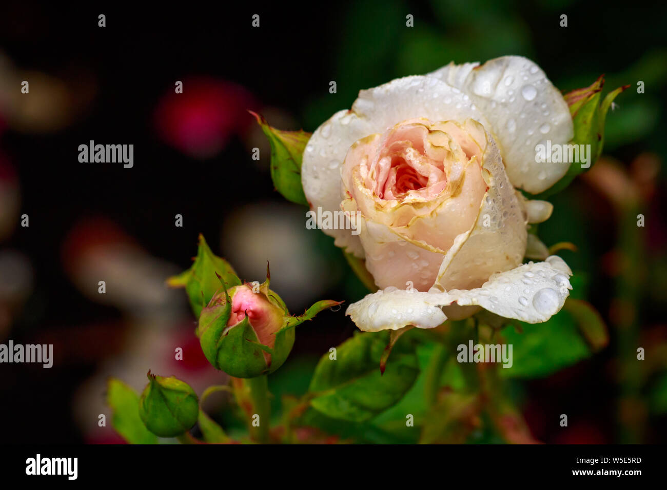 Fragrant Rose in Full Blossom. Washington Park Rose Garden, Portland ...