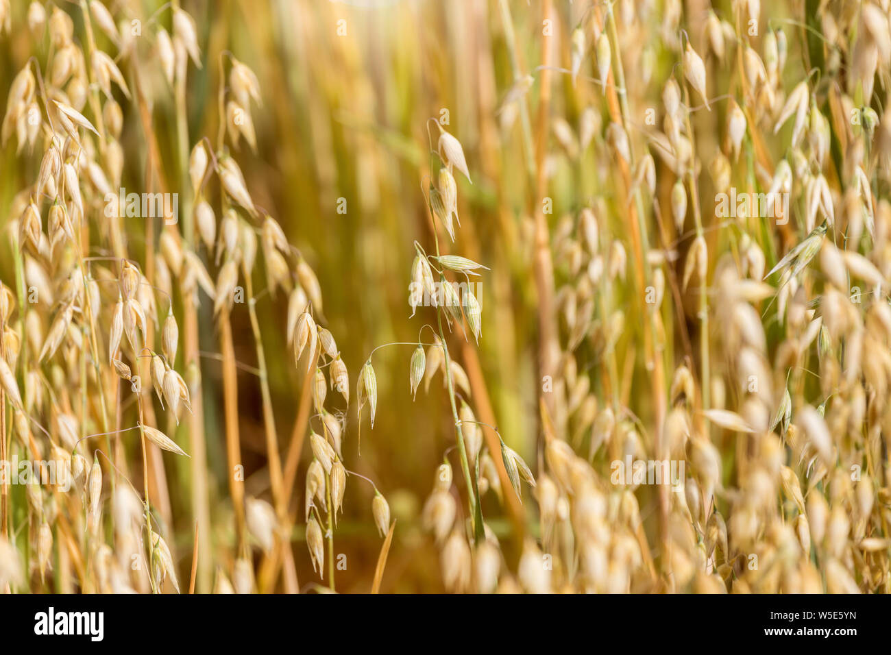 oats grain field in the summer Stock Photo - Alamy