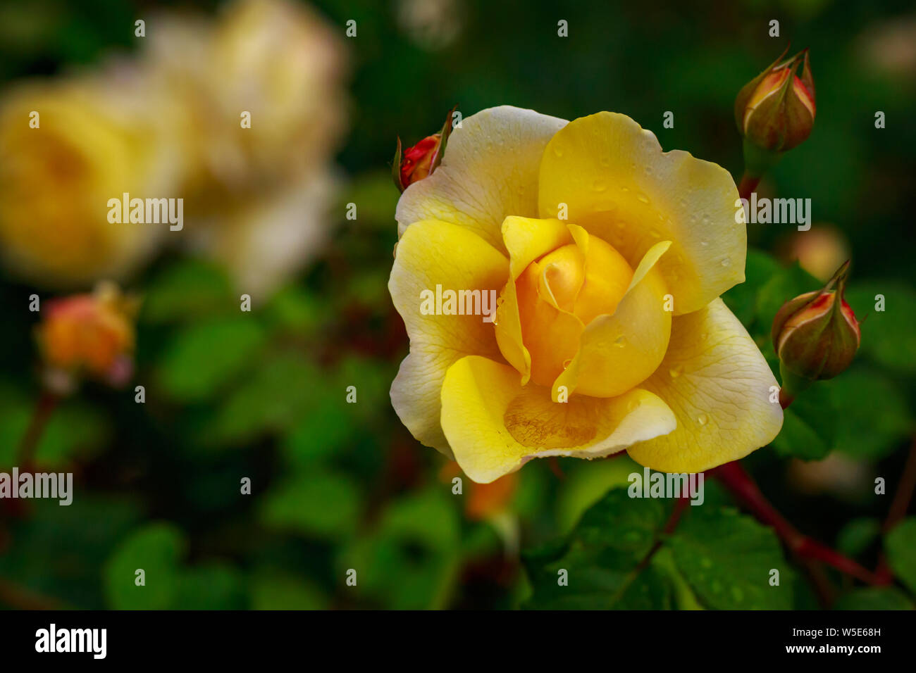 Fragrant Rose in Full Blossom. Washington Park Rose Garden, Portland ...