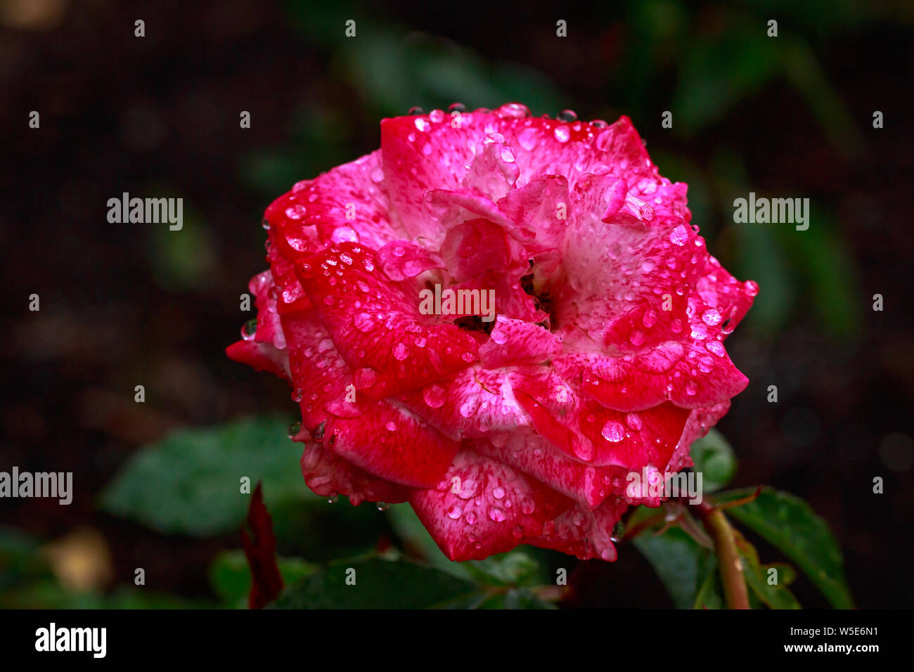 Fragrant Rose in Full Blossom. Washington Park Rose Garden, Portland ...